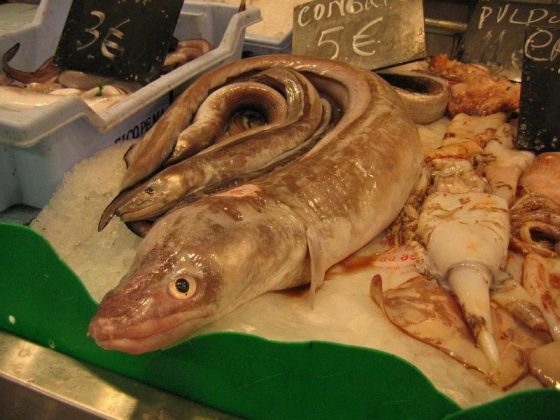 Pêche au congre : conseils et techniques pour sa capture